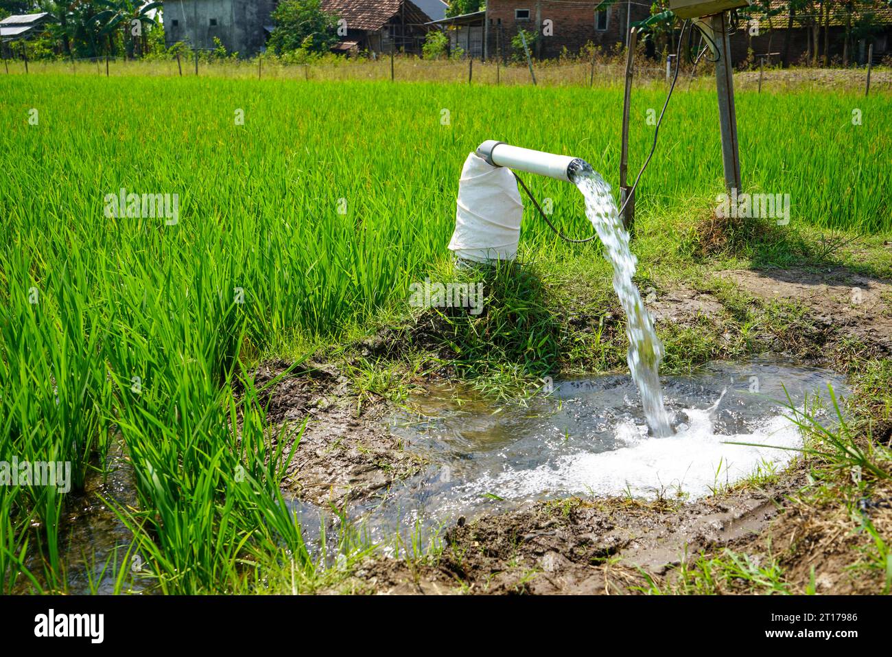 Irrigation of rice fields using pump wells with the technique of ...