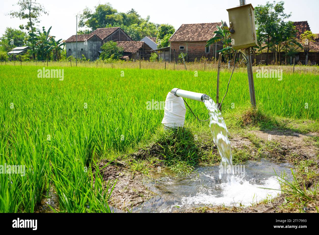 Irrigation of rice fields using pump wells with the technique of ...