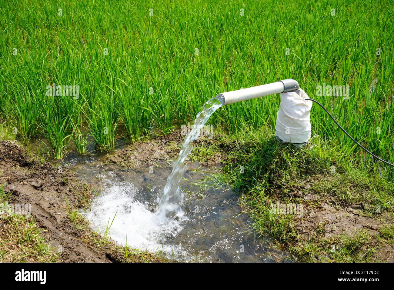 Irrigation of rice fields using pump wells with the technique of ...