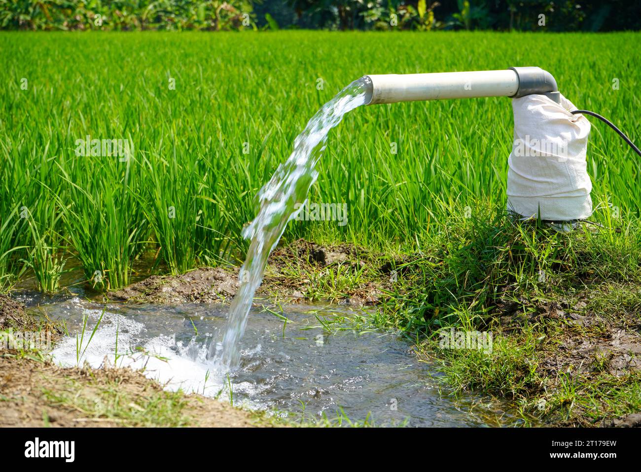 Irrigation of rice fields using pump wells with the technique of ...