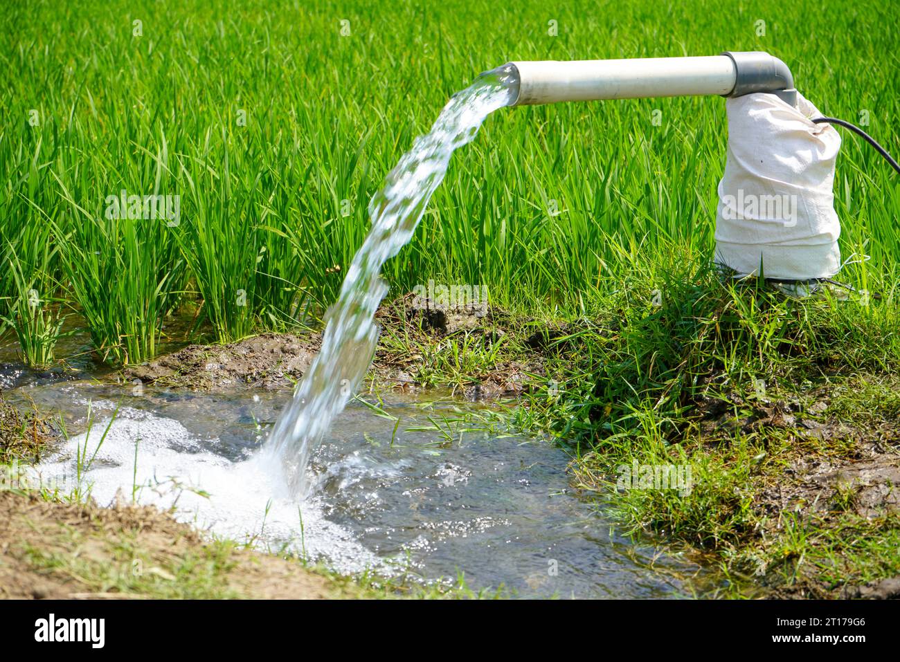 Irrigation of rice fields using pump wells with the technique of ...