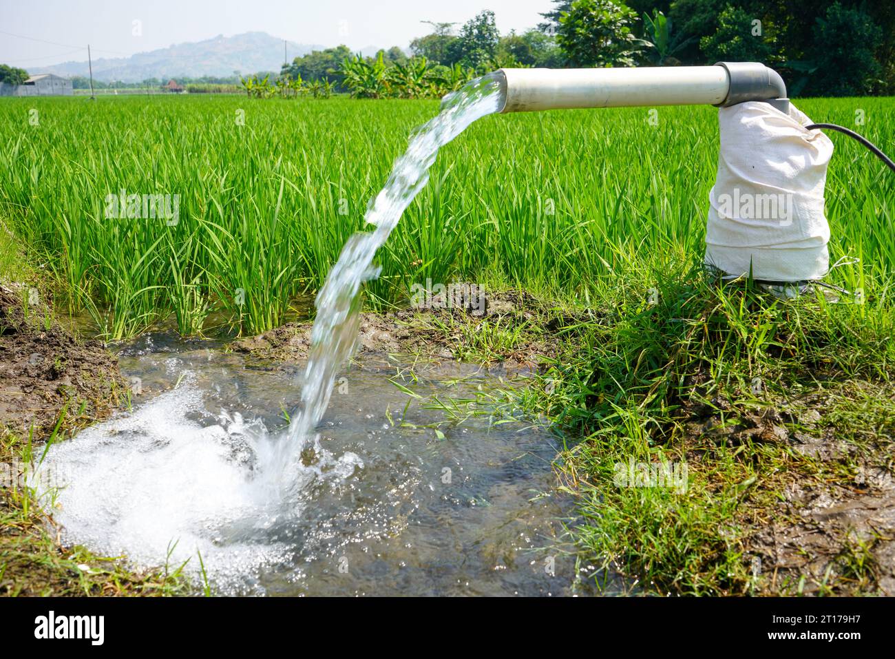 Irrigation of rice fields using pump wells with the technique of ...