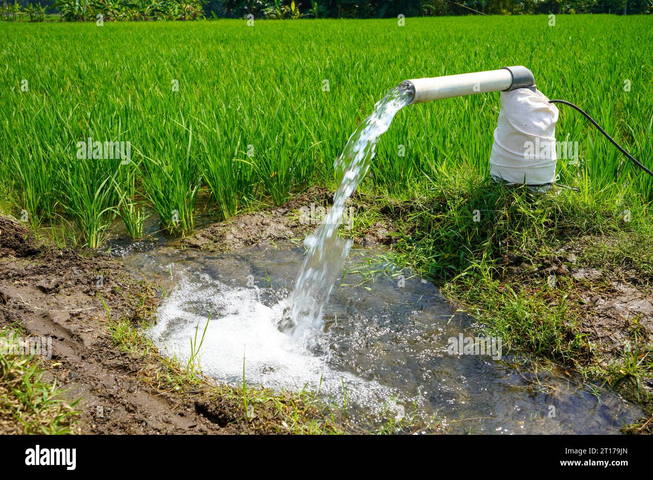 Irrigation of rice fields using pump wells with the technique of ...