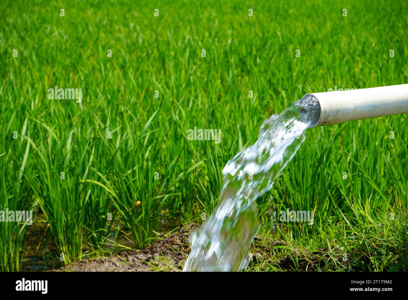 Irrigation of rice fields using pump wells with the technique of ...