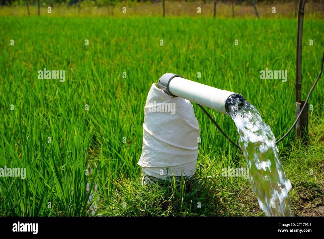 Irrigation of rice fields using pump wells with the technique of ...