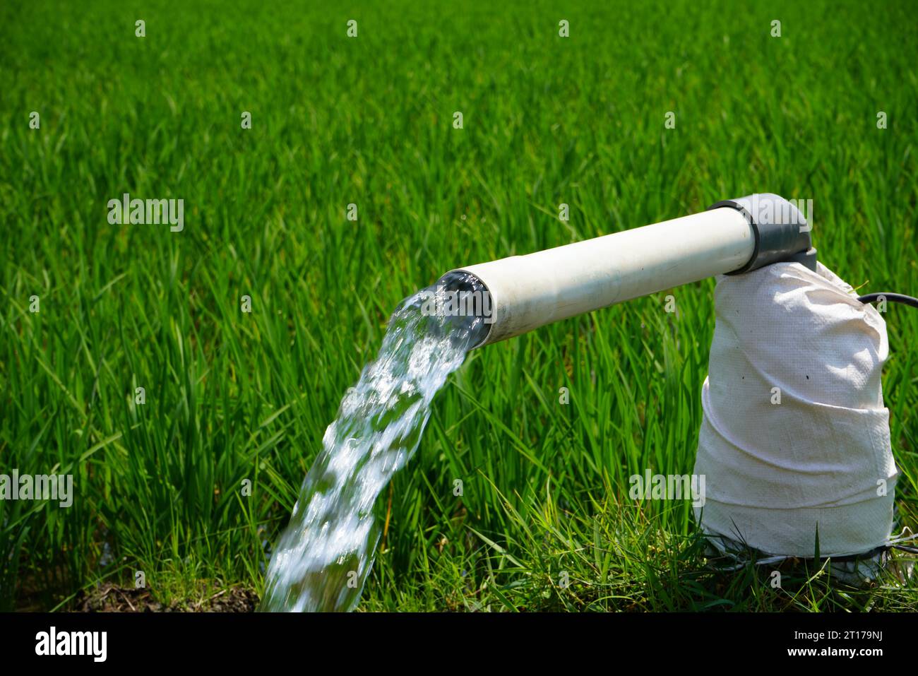 Irrigation of rice fields using pump wells with the technique of ...