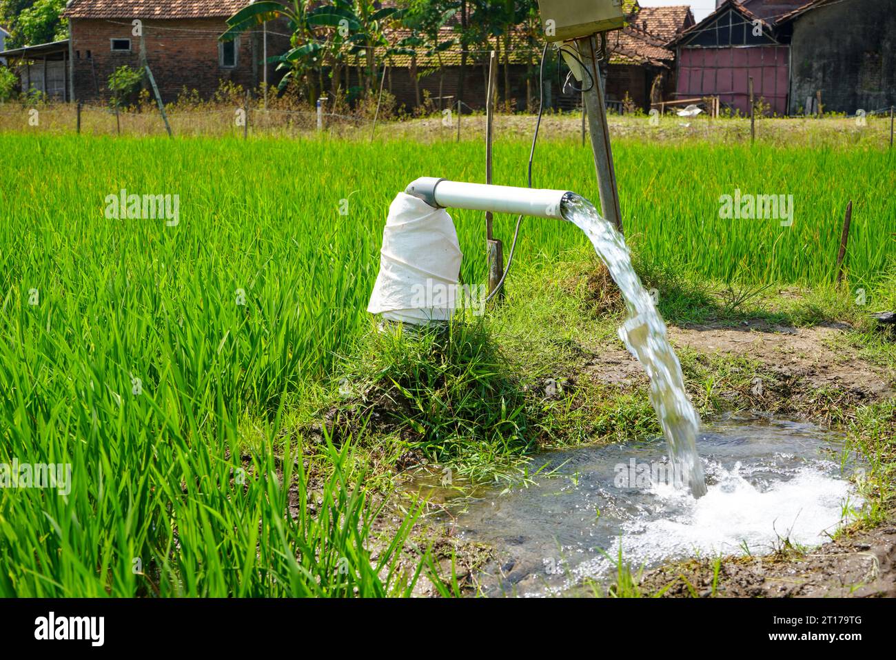 Irrigation of rice fields using pump wells with the technique of ...