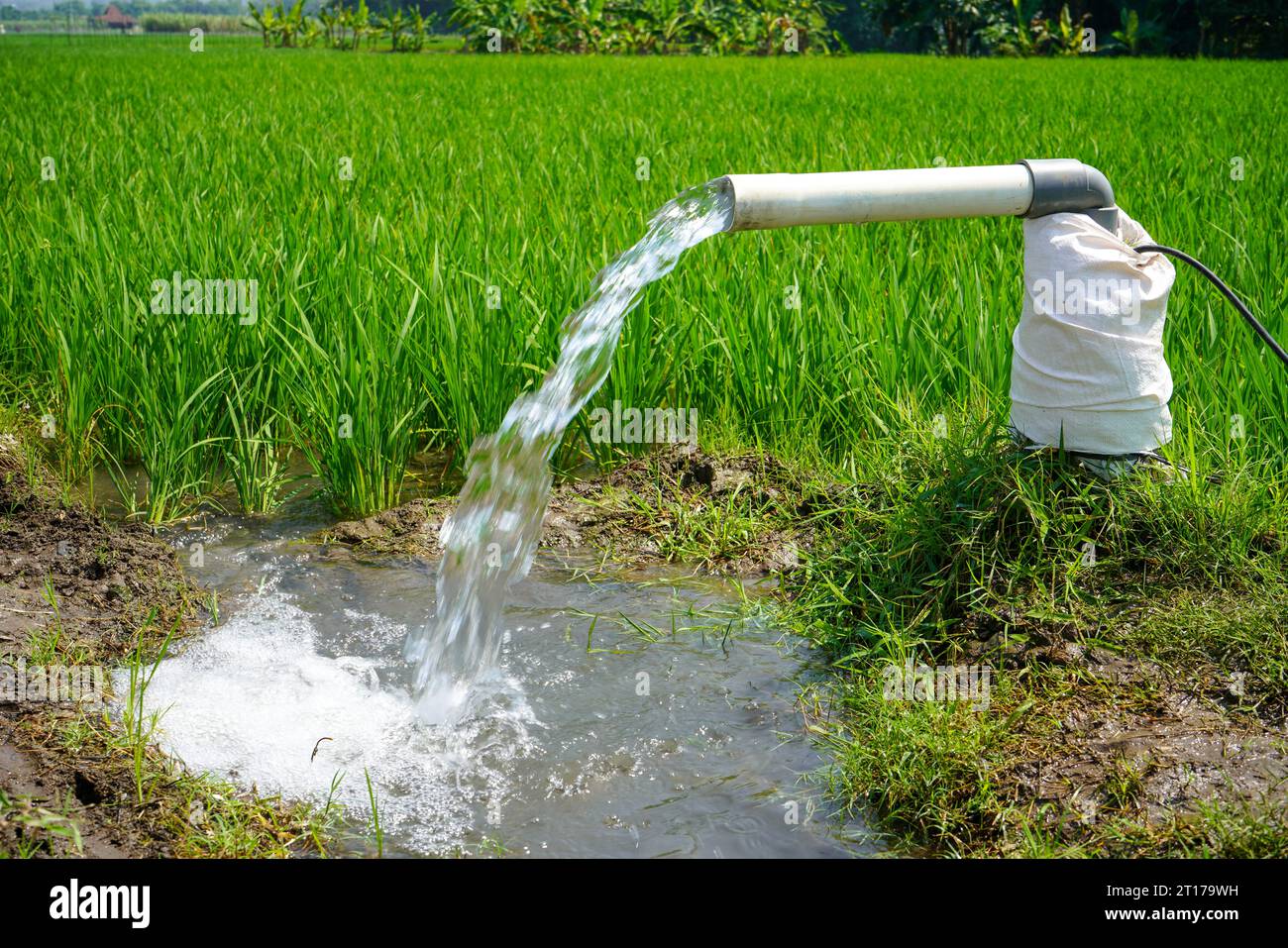 Irrigation of rice fields using pump wells with the technique of ...