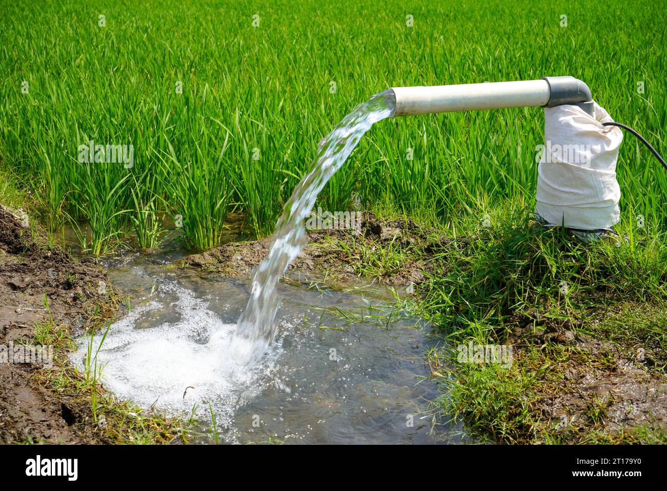 Irrigation of rice fields using pump wells with the technique of ...