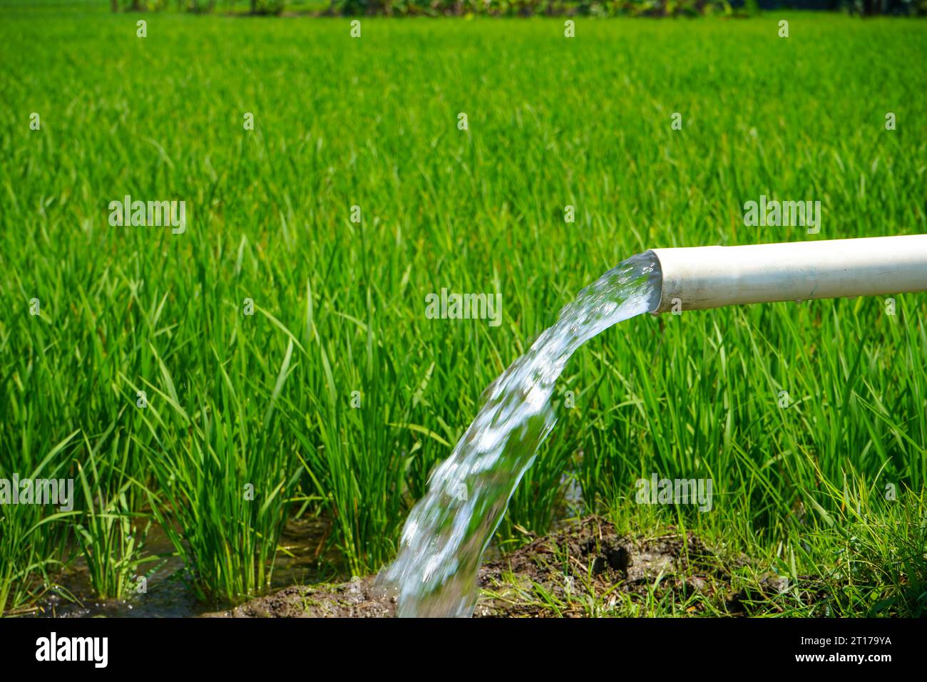 Irrigation of rice fields using pump wells with the technique of ...