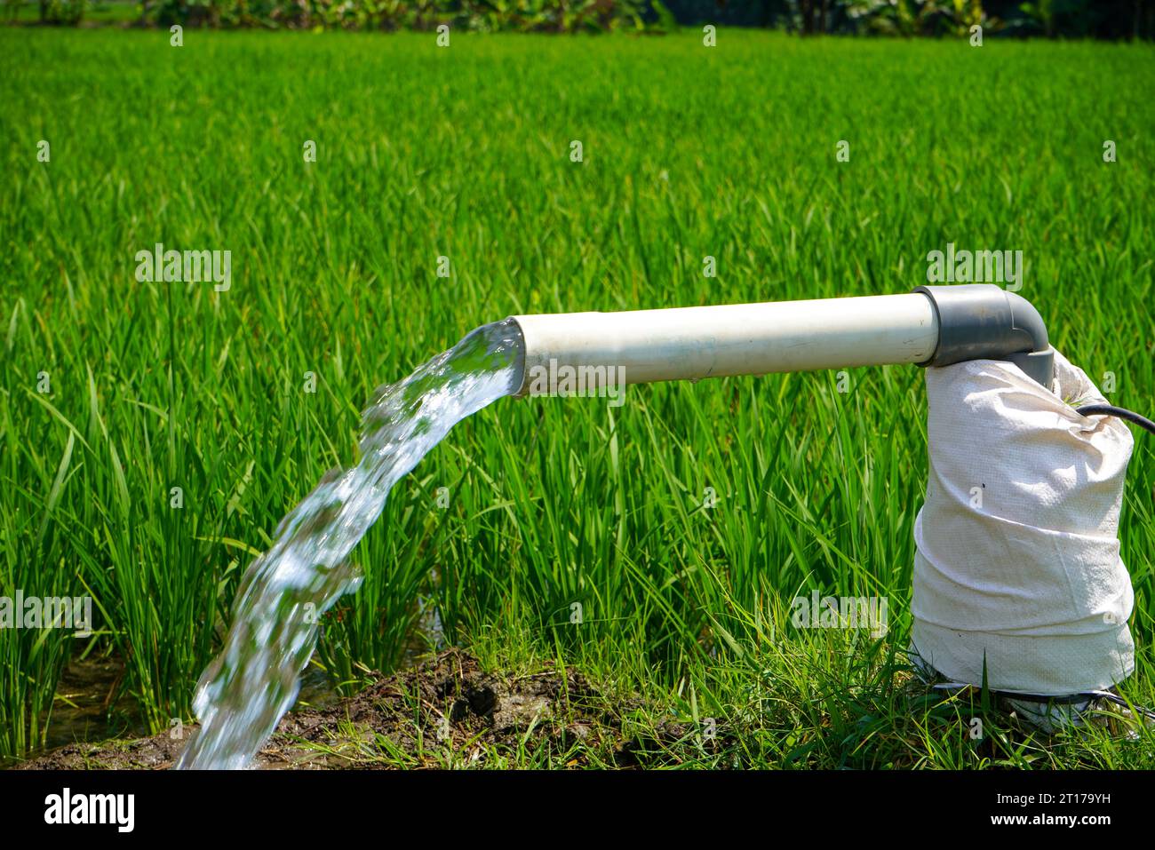 Irrigation of rice fields using pump wells with the technique of ...