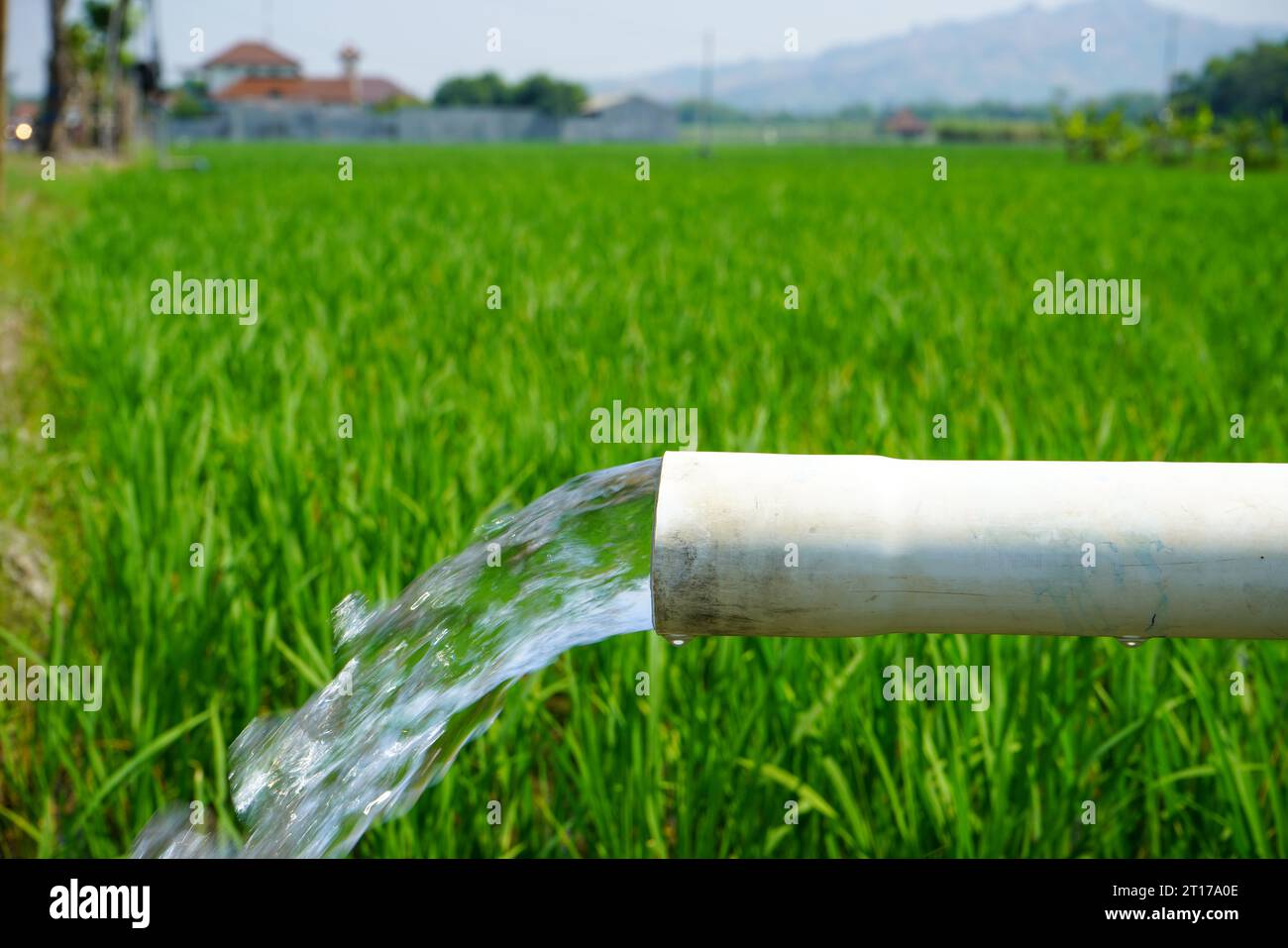 Irrigation of rice fields using pump wells with the technique of ...