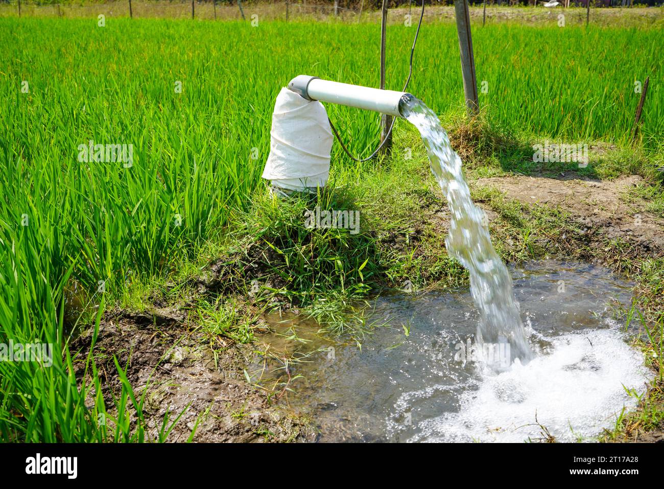 Irrigation of rice fields using pump wells with the technique of ...