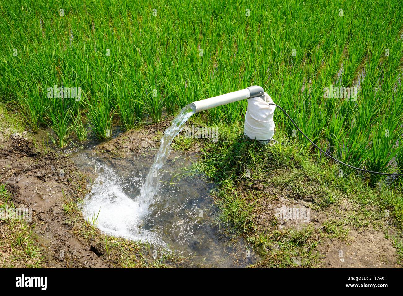 Irrigation of rice fields using pump wells with the technique of ...