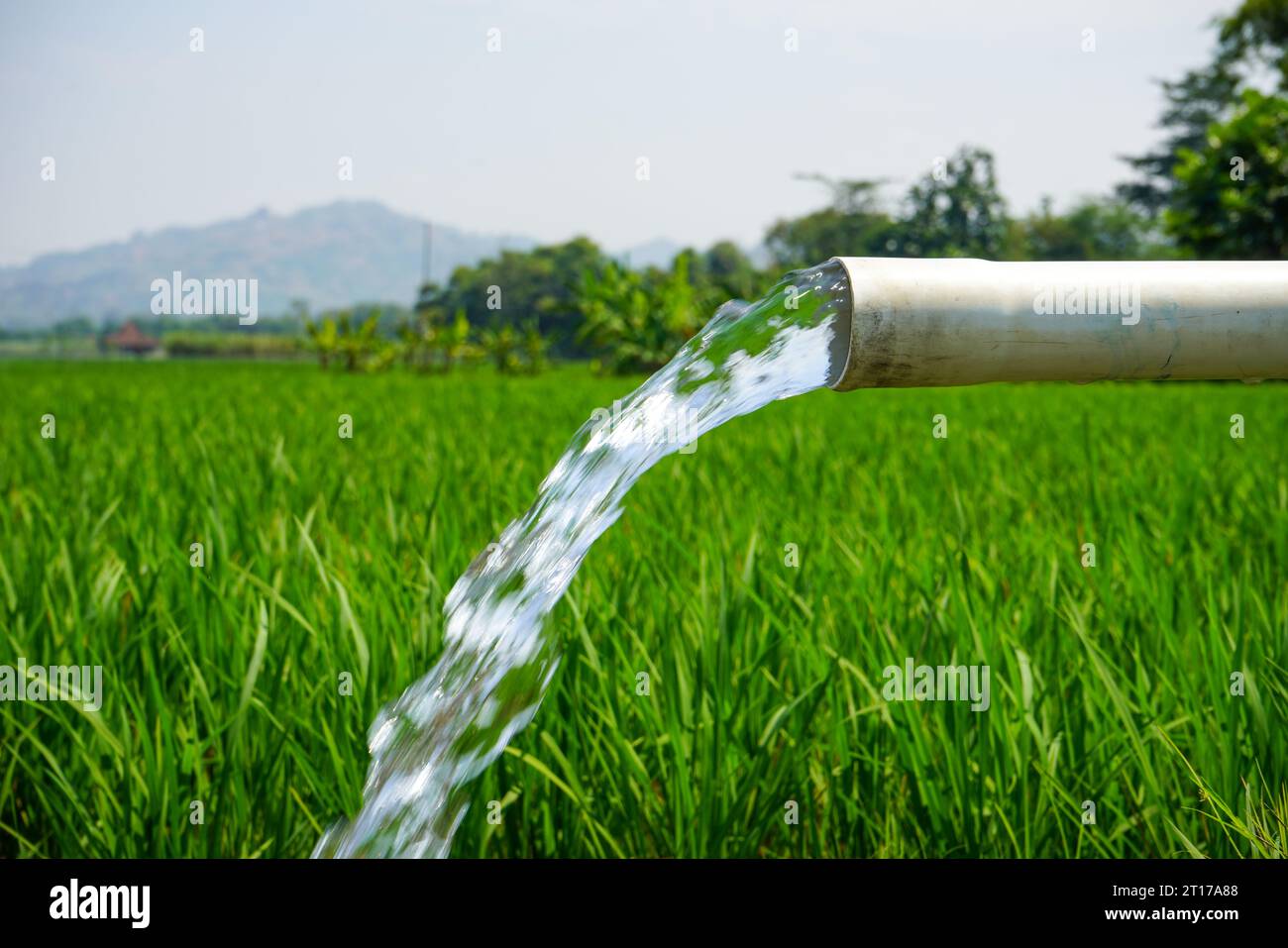 Irrigation of rice fields using pump wells with the technique of ...