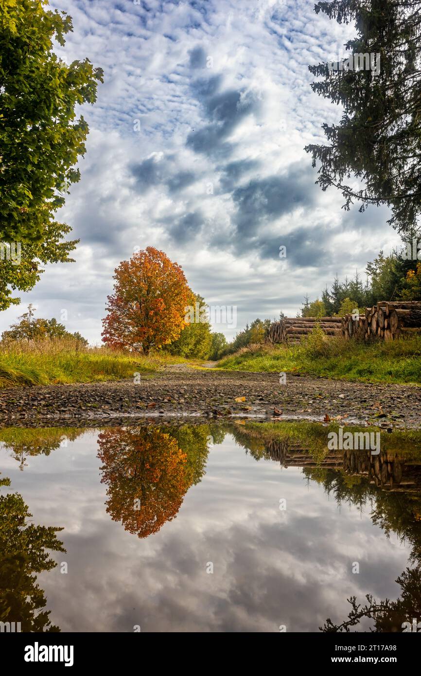 Laub laubbaum hi-res stock photography and images - Alamy