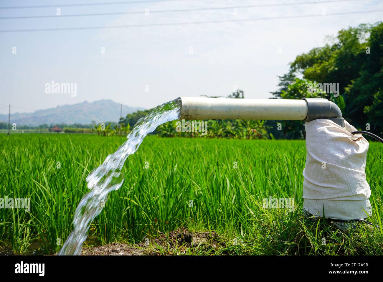 Irrigation of rice fields using pump wells with the technique of ...