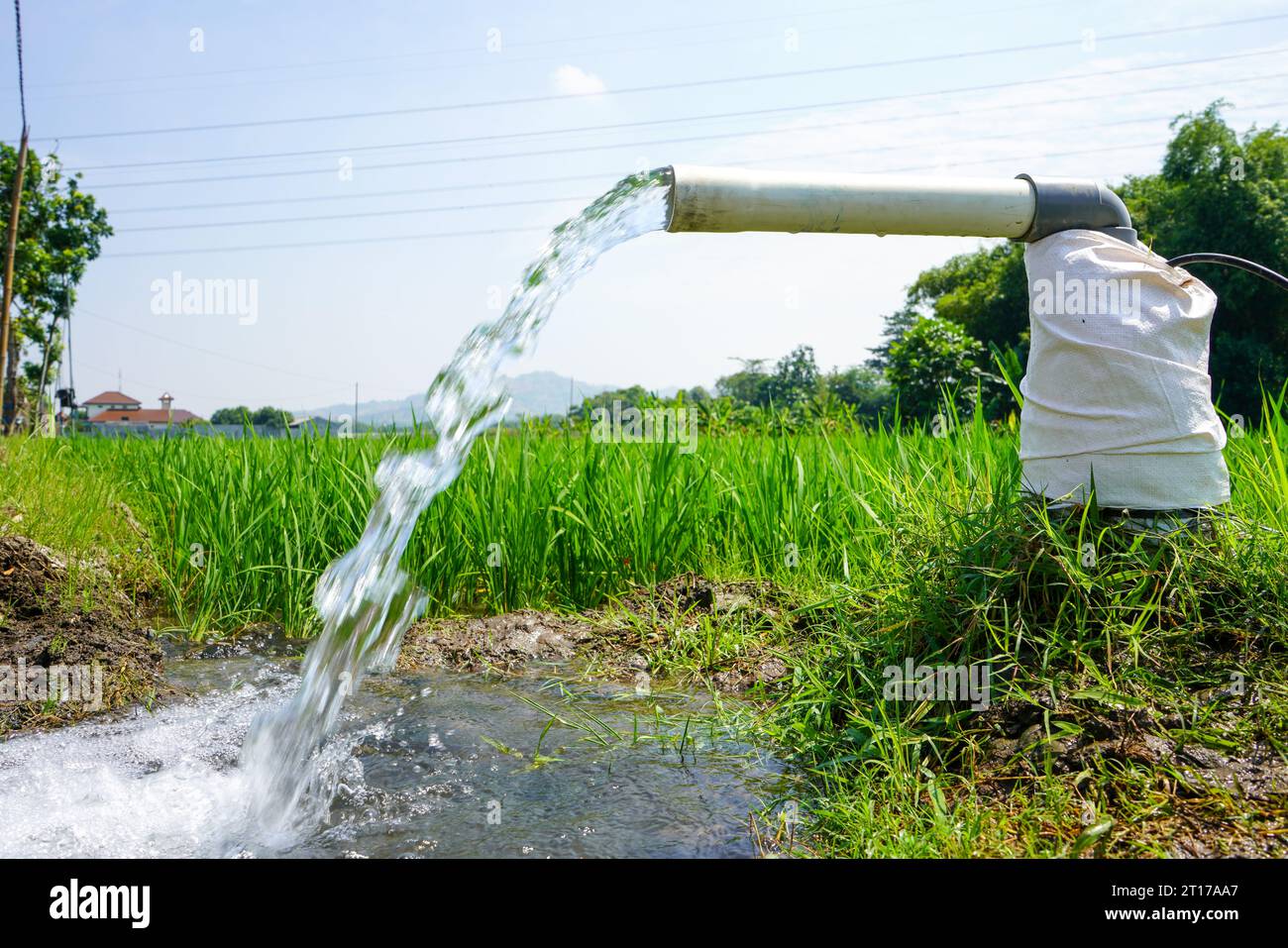 Irrigation of rice fields using pump wells with the technique of ...
