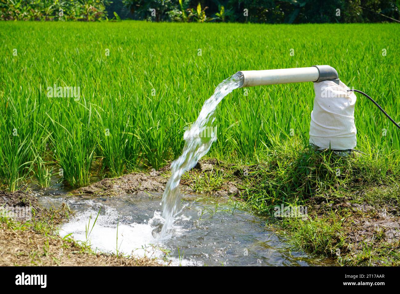 Irrigation of rice fields using pump wells with the technique of ...