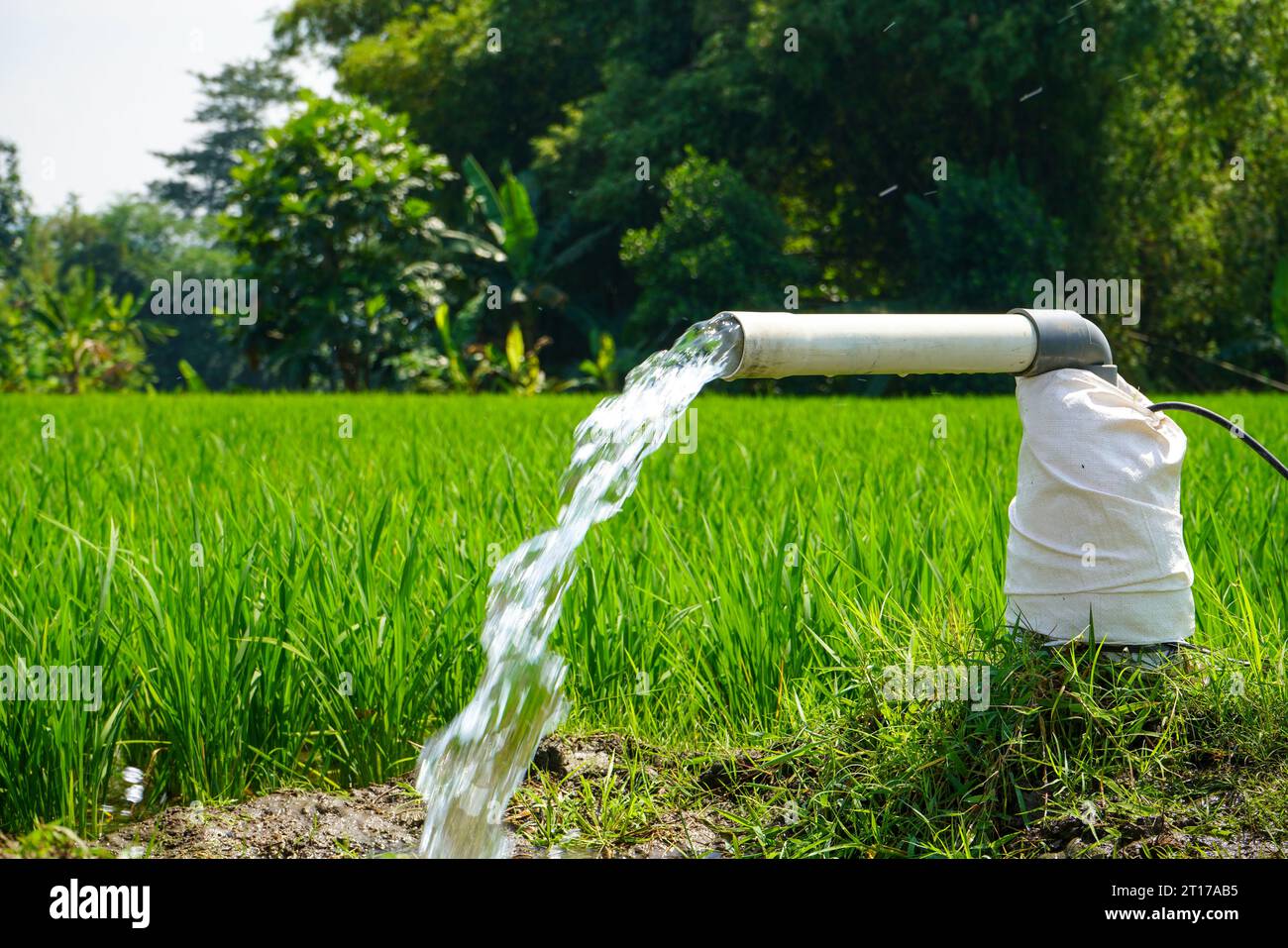 Irrigation of rice fields using pump wells with the technique of ...