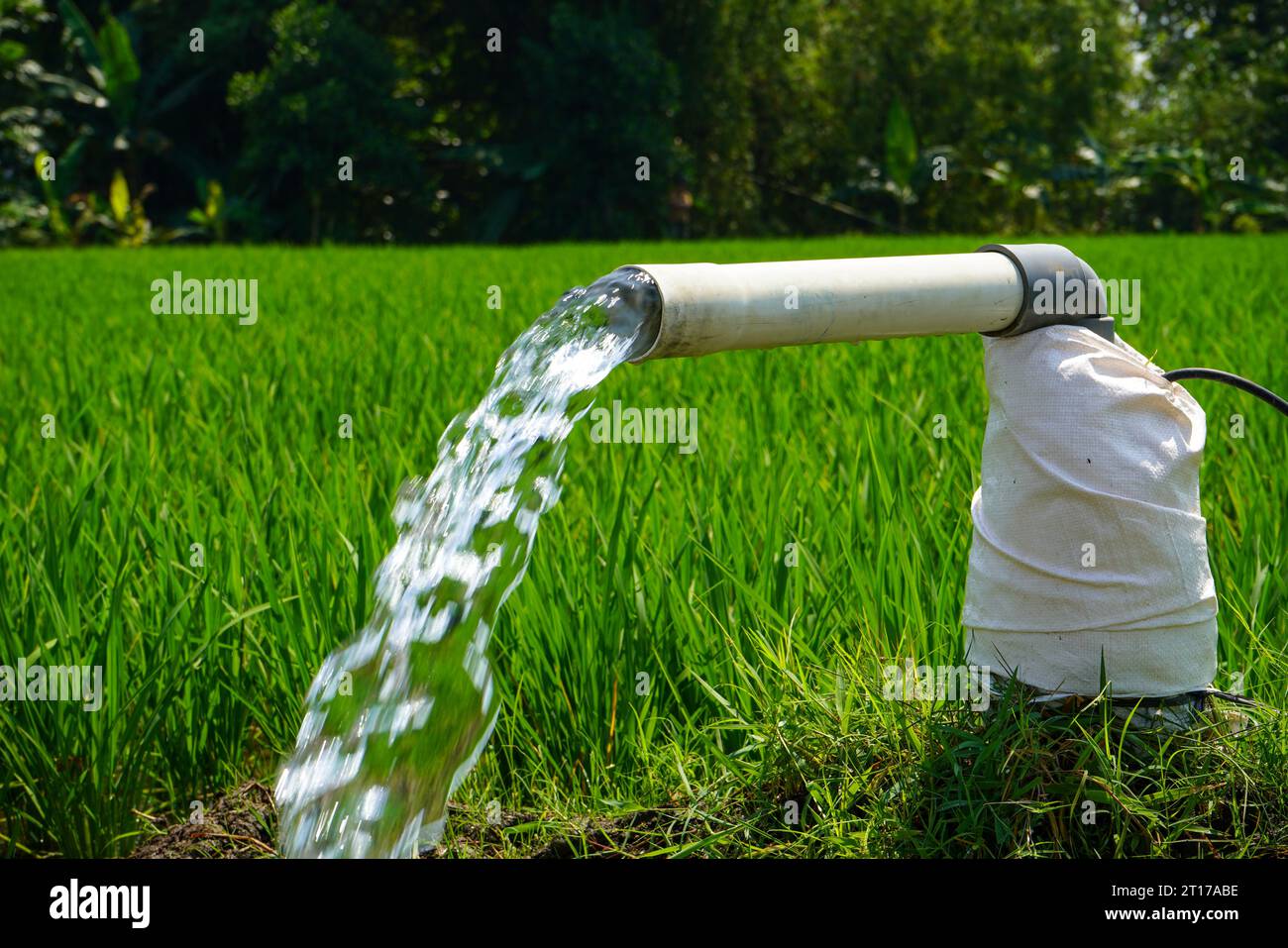 Irrigation of rice fields using pump wells with the technique of ...