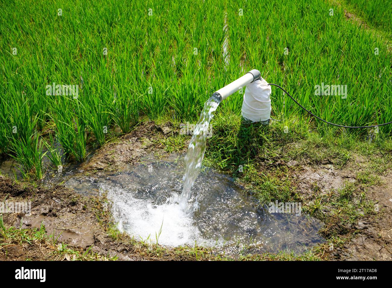 Irrigation of rice fields using pump wells with the technique of ...