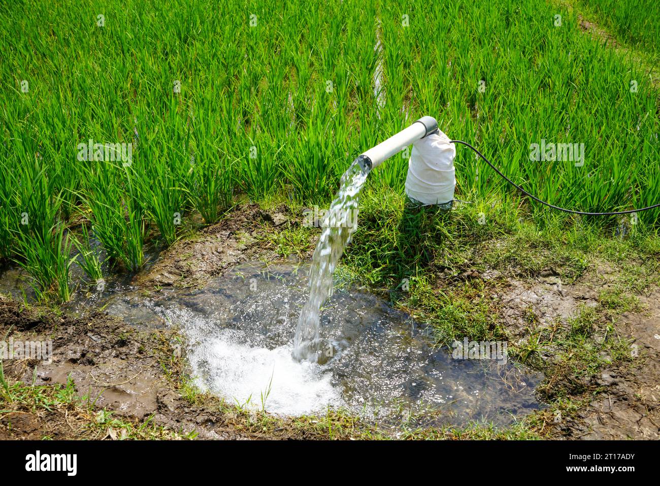 Irrigation of rice fields using pump wells with the technique of ...