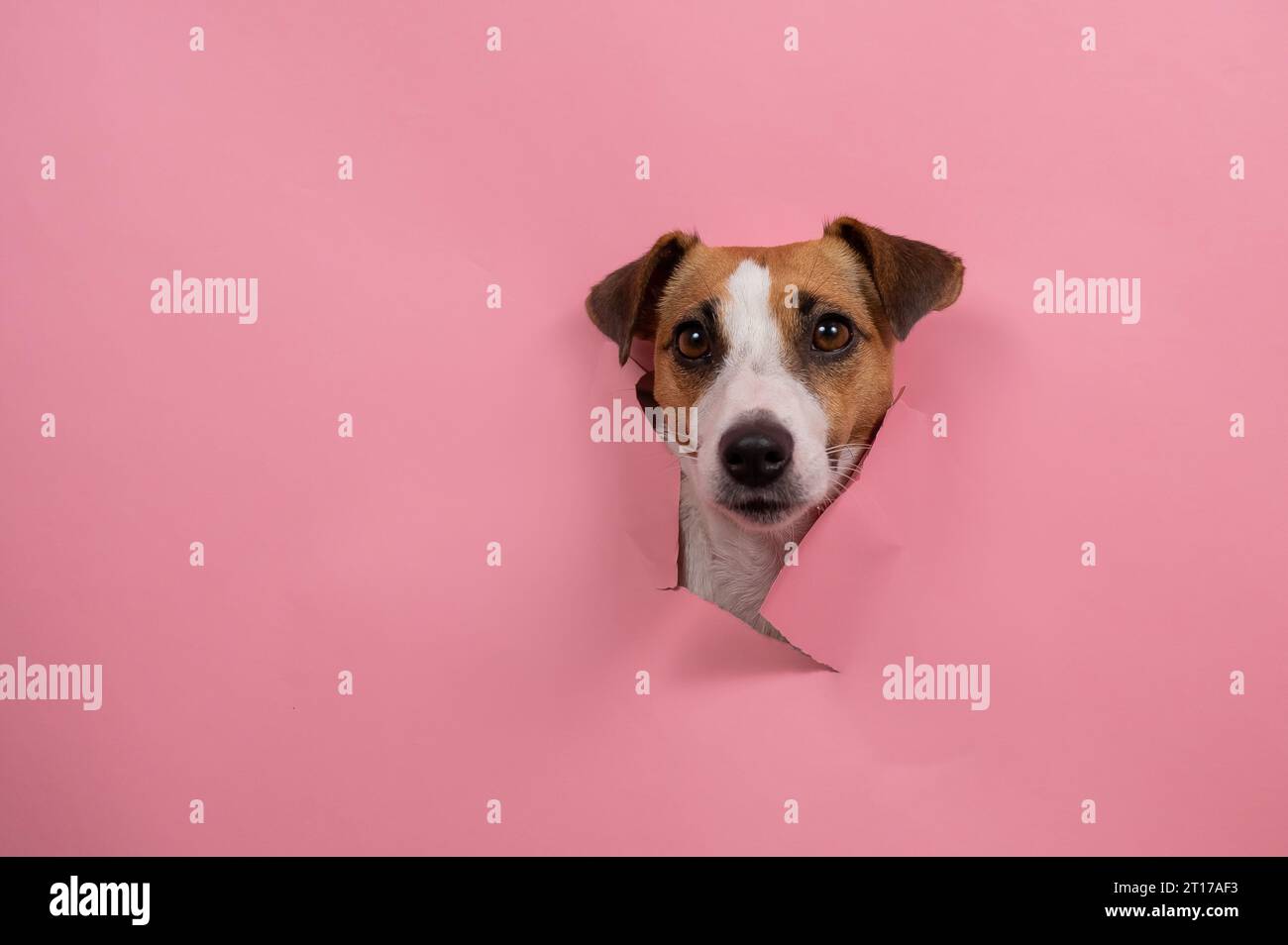 Funny dog jack russell terrier tore pink paper background Stock Photo ...