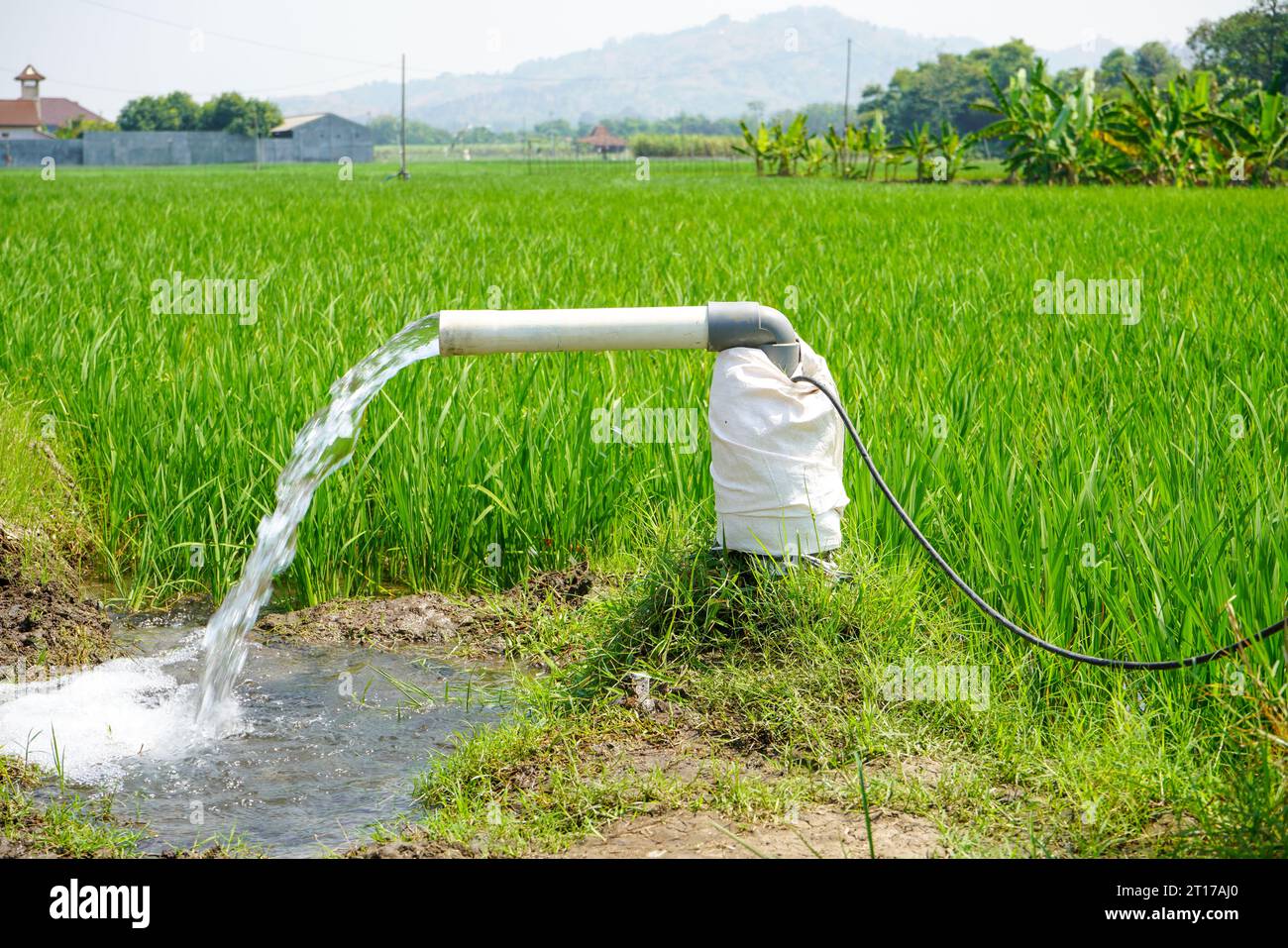 Irrigation of rice fields using pump wells with the technique of ...
