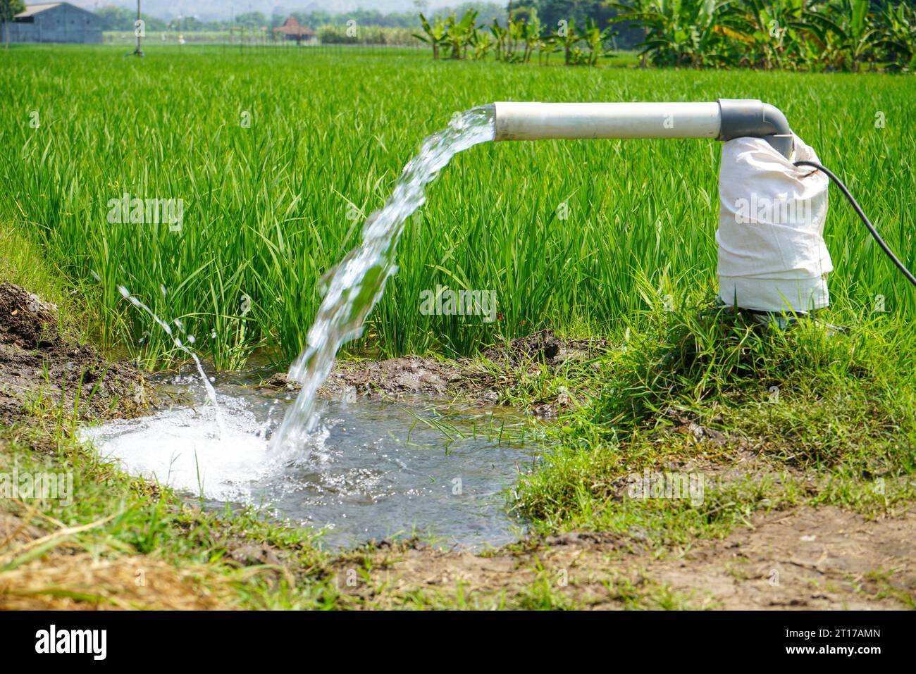 Irrigation of rice fields using pump wells with the technique of ...