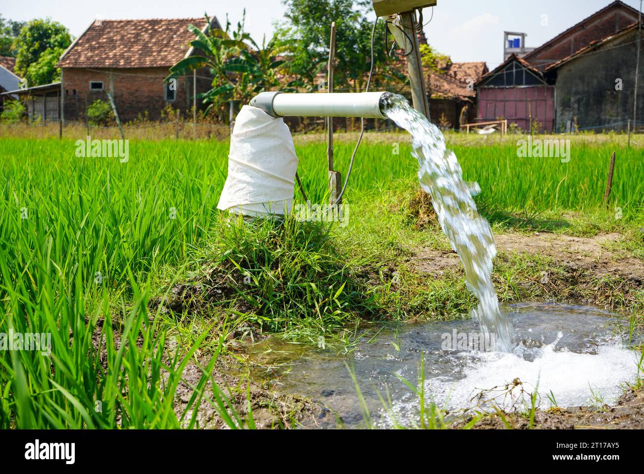 Irrigation of rice fields using pump wells with the technique of ...
