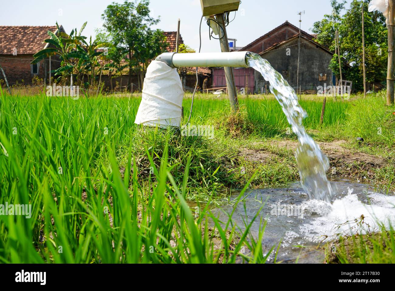 Irrigation of rice fields using pump wells with the technique of ...