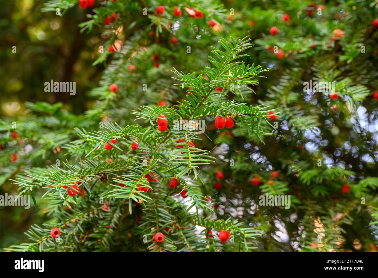 A yew with fruit, one of the most poisonous plants in europe Stock ...