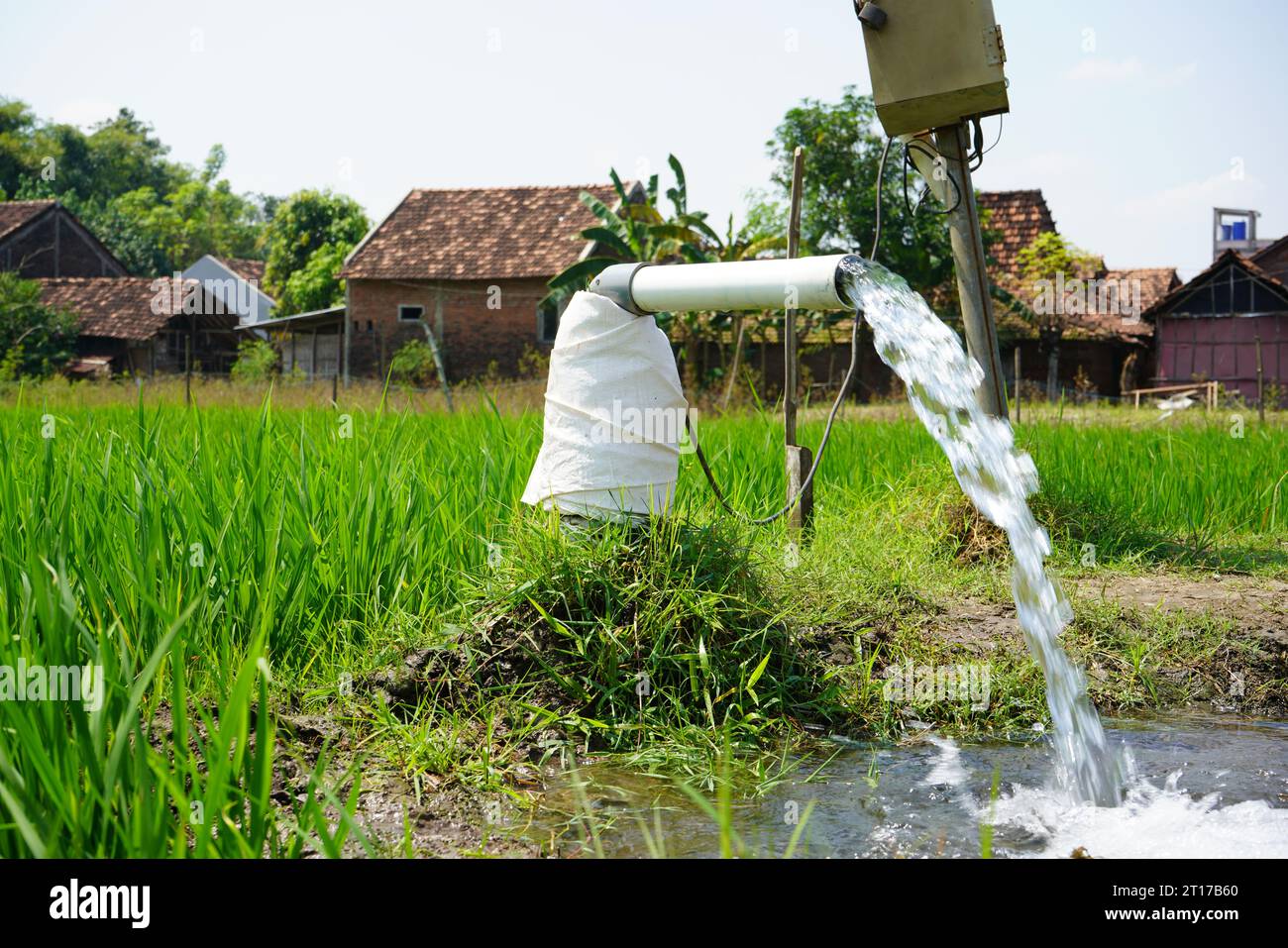 Irrigation of rice fields using pump wells with the technique of ...