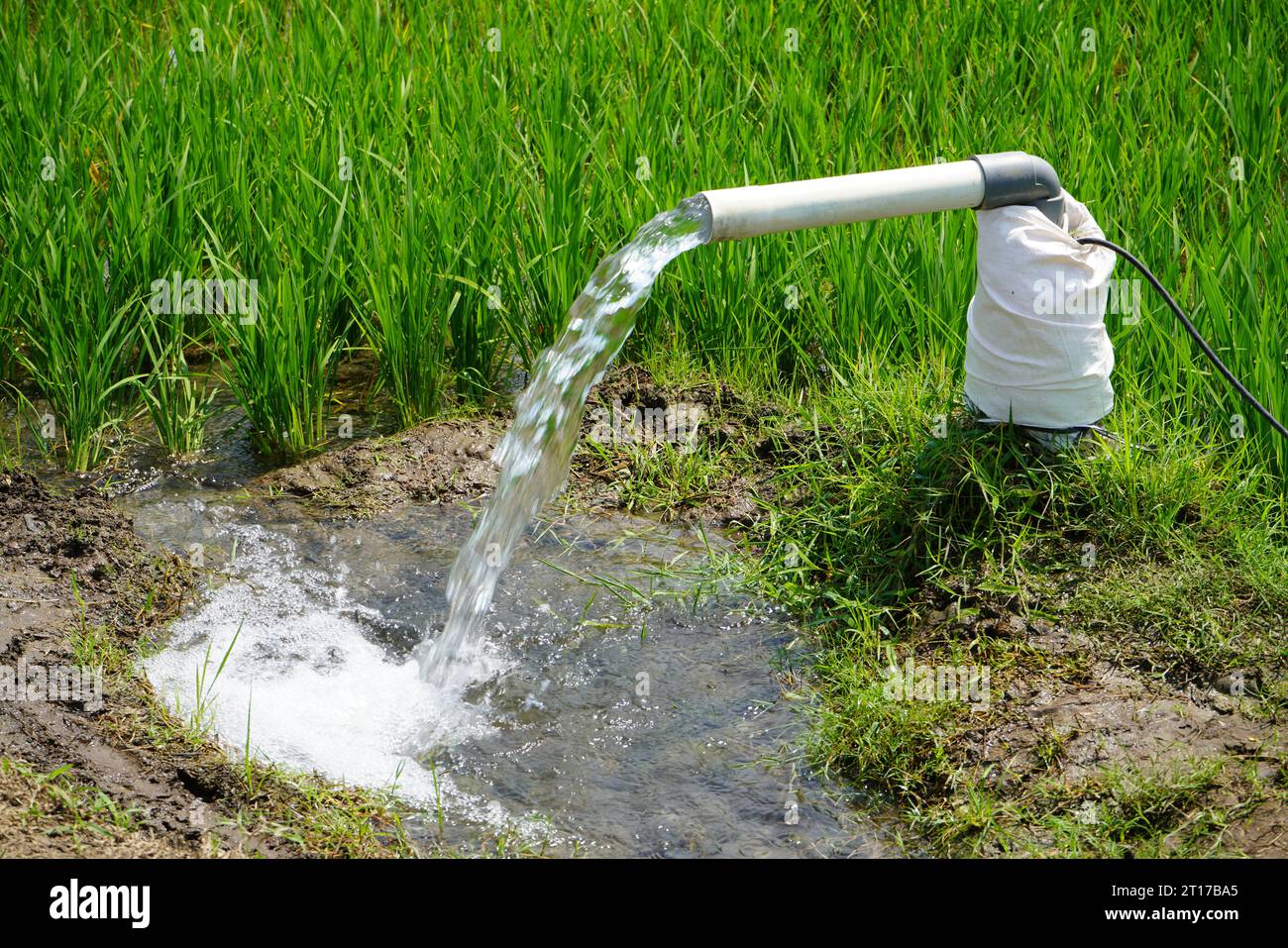Irrigation of rice fields using pump wells with the technique of ...