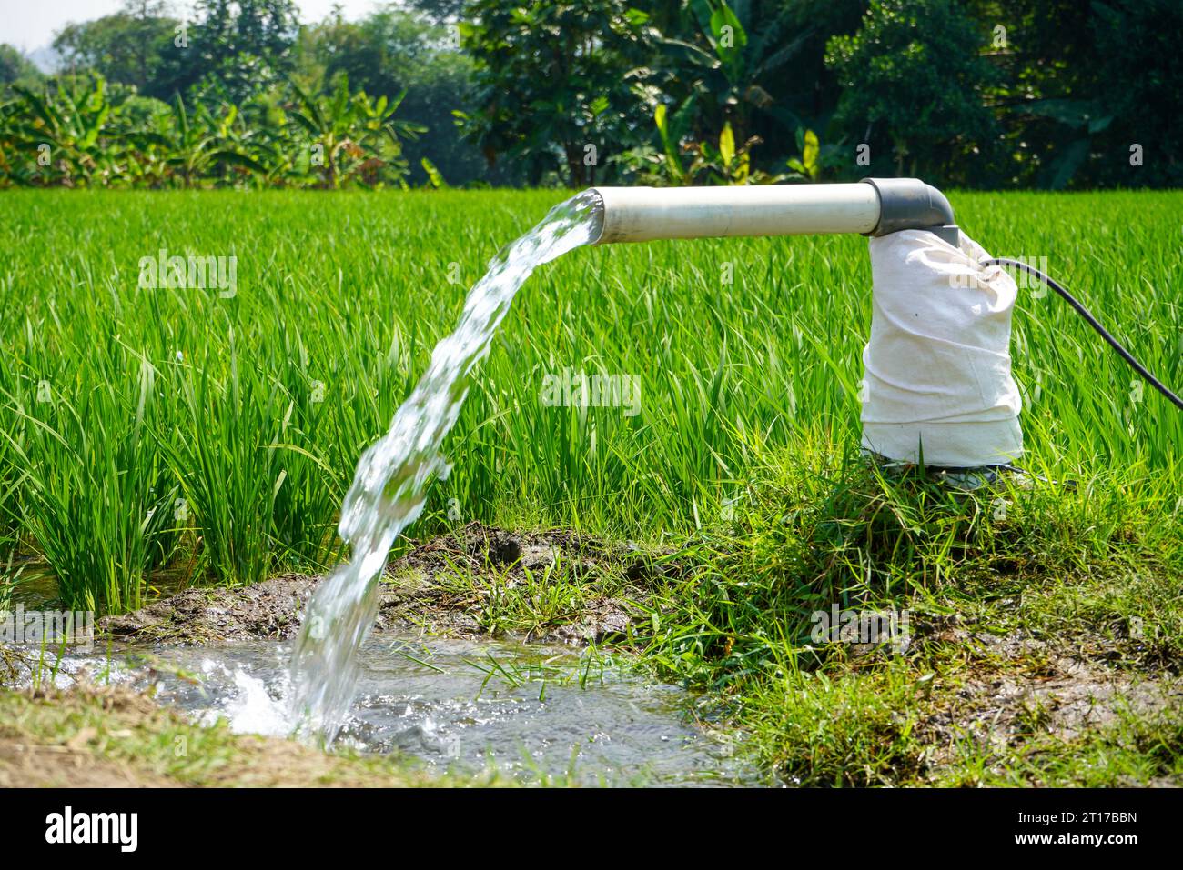 Irrigation of rice fields using pump wells with the technique of ...