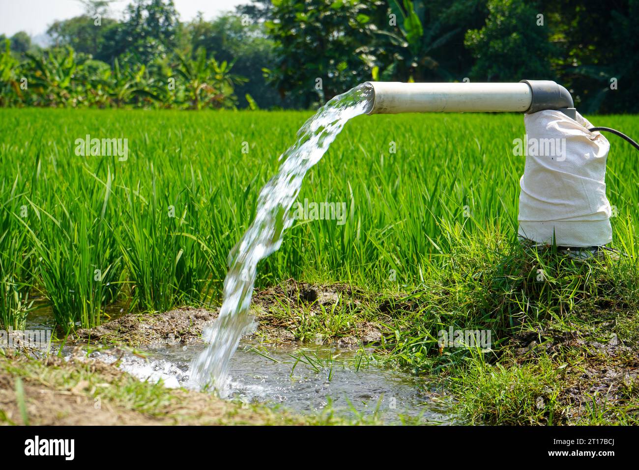 Irrigation of rice fields using pump wells with the technique of ...
