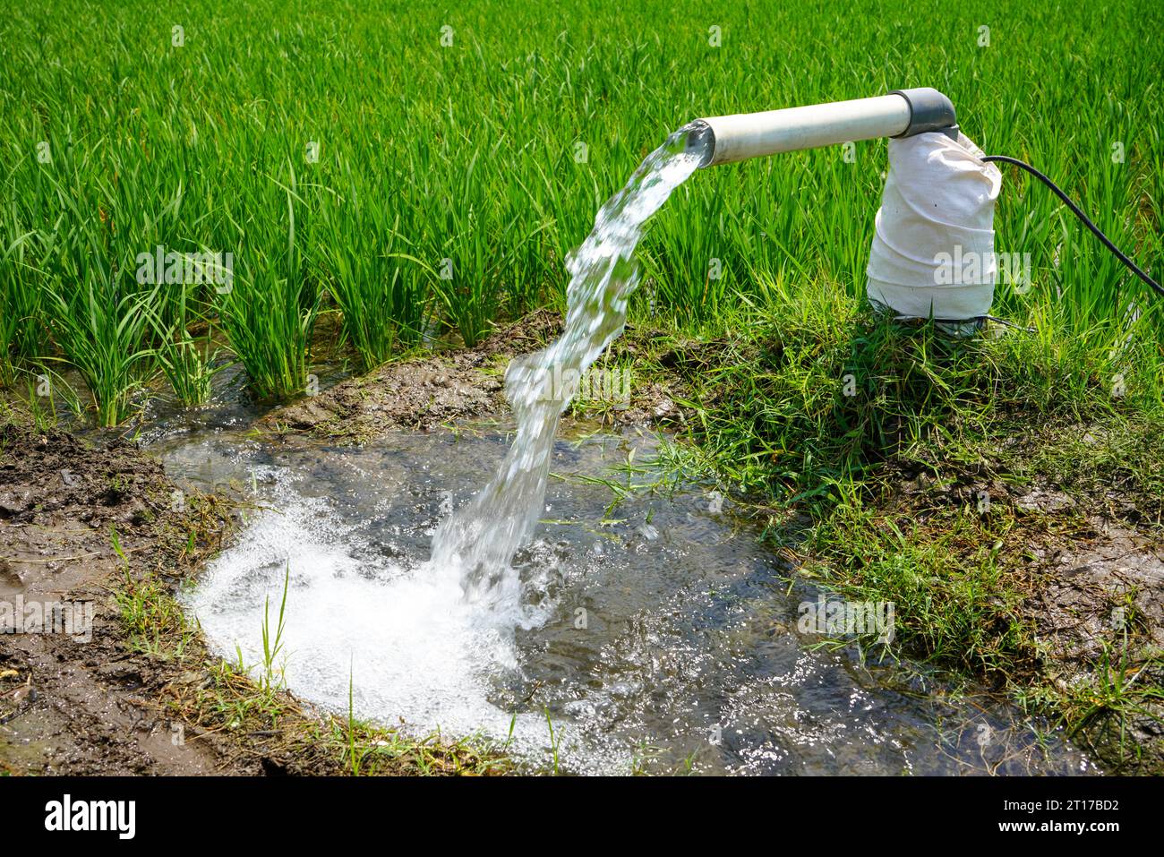 Irrigation of rice fields using pump wells with the technique of ...
