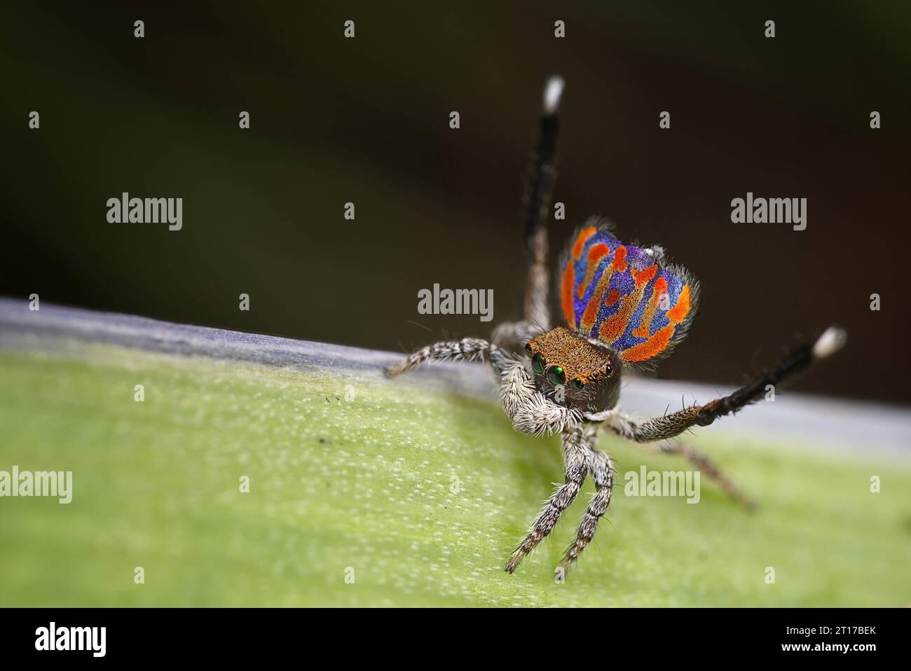 Male Peacock spider, Maratus clupeatus Stock Photo - Alamy