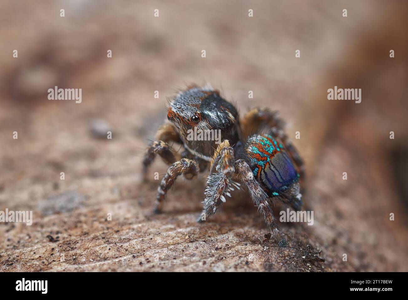 Male Peacock spider, Maratus fletcheri in his breeding colours Stock ...