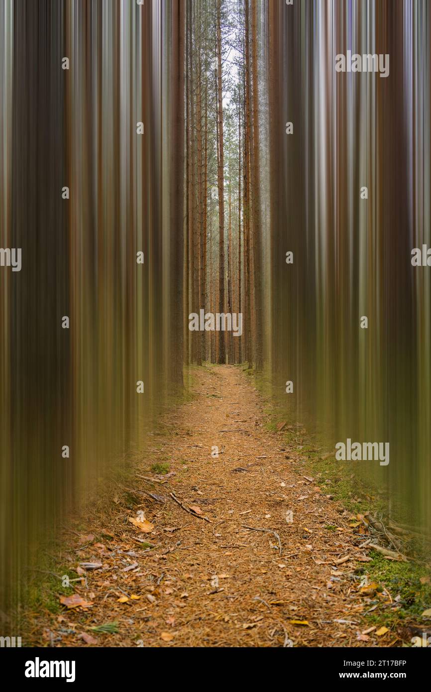 Abstract forest scene with a path through motion blurred trees Stock ...