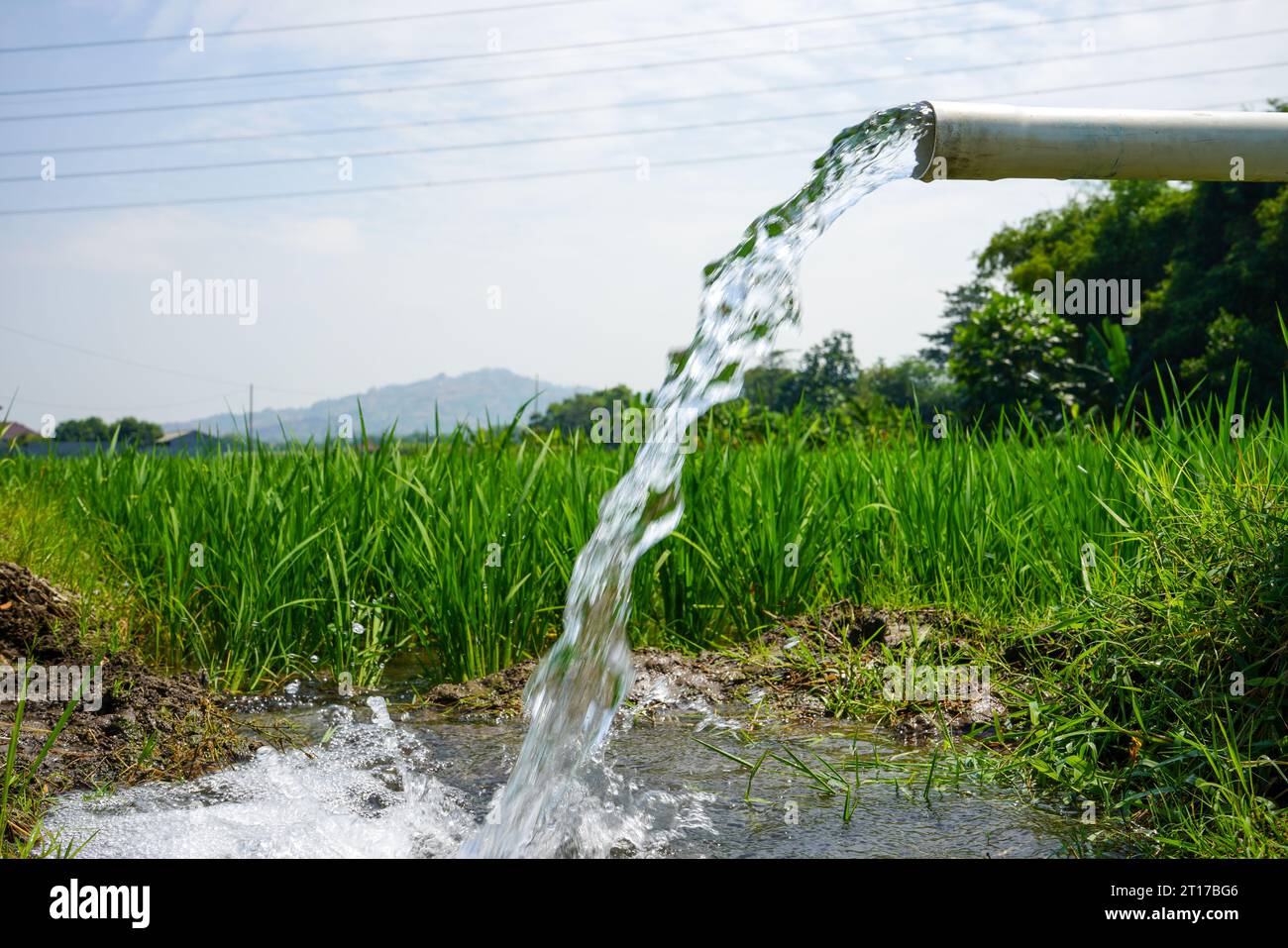 Irrigation of rice fields using pump wells with the technique of ...
