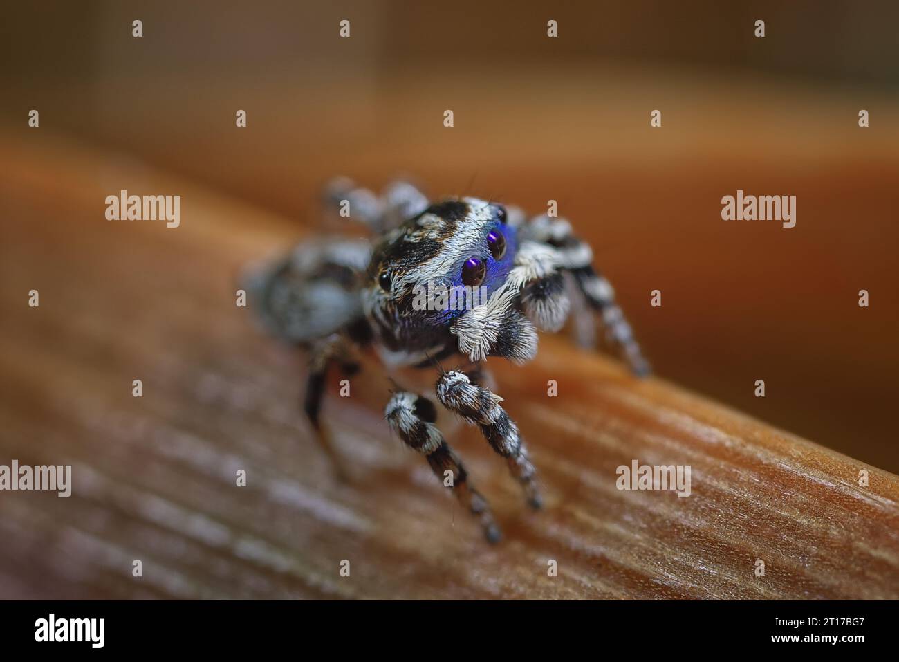 Maratus personatus hi-res stock photography and images - Alamy