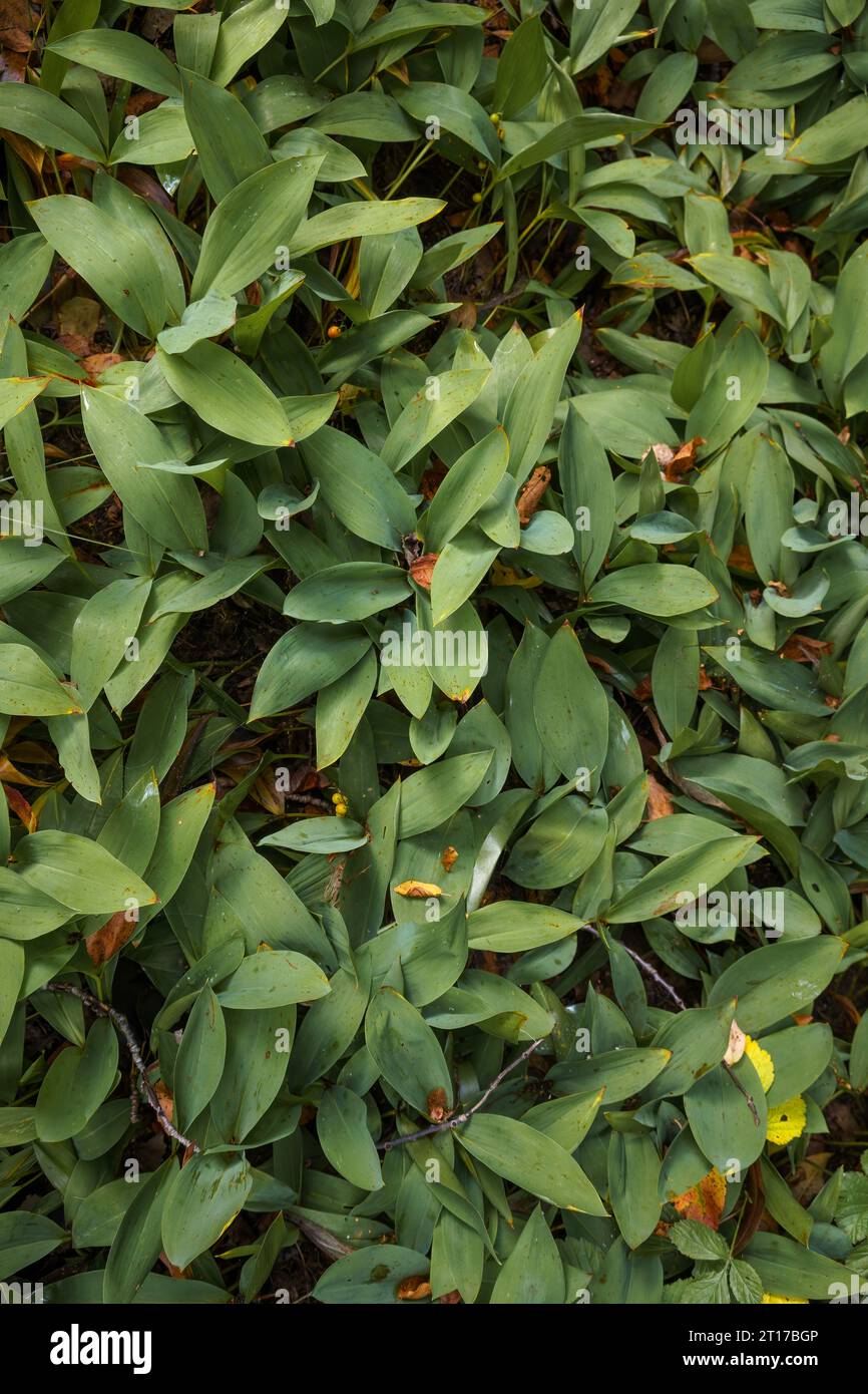 Wild Ruscus hypoglossum leaves, top view Stock Photo - Alamy