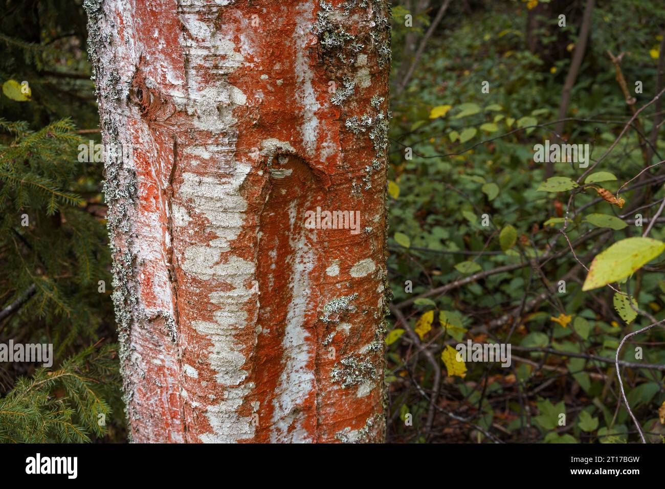 Close up of red color on Birch Tree Trunk in the Forest Stock Photo - Alamy
