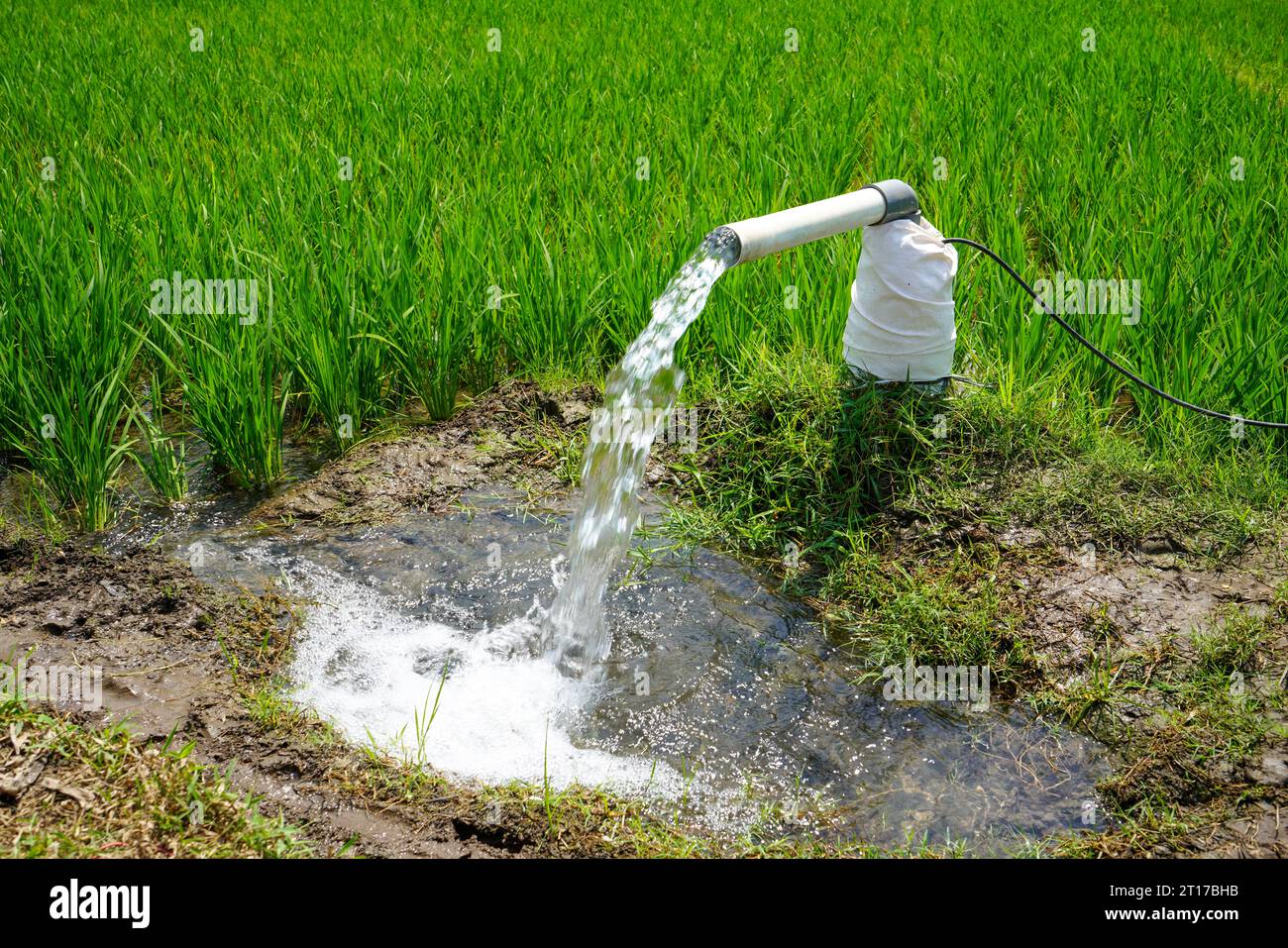 Irrigation of rice fields using pump wells with the technique of ...