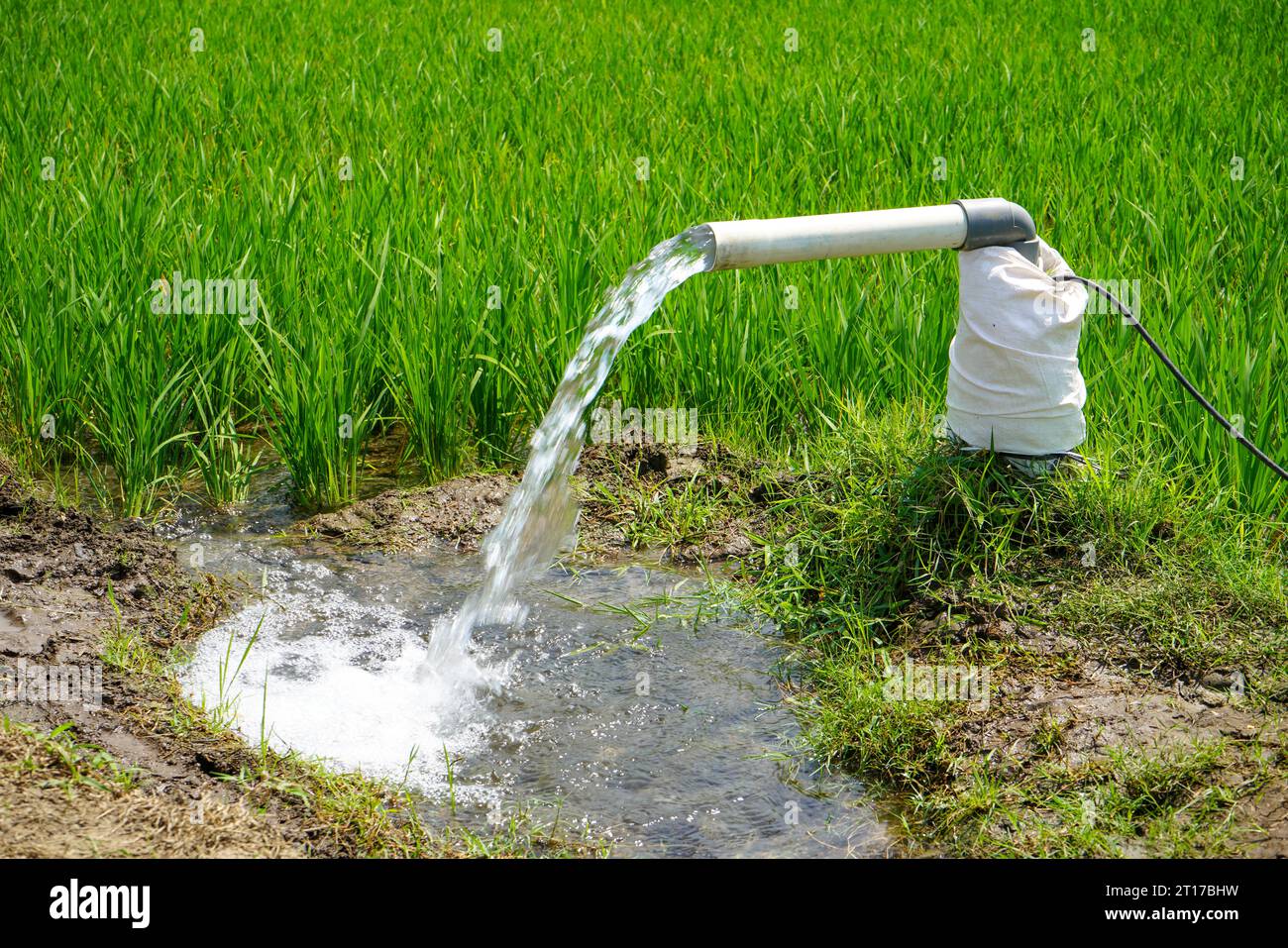 Irrigation of rice fields using pump wells with the technique of ...