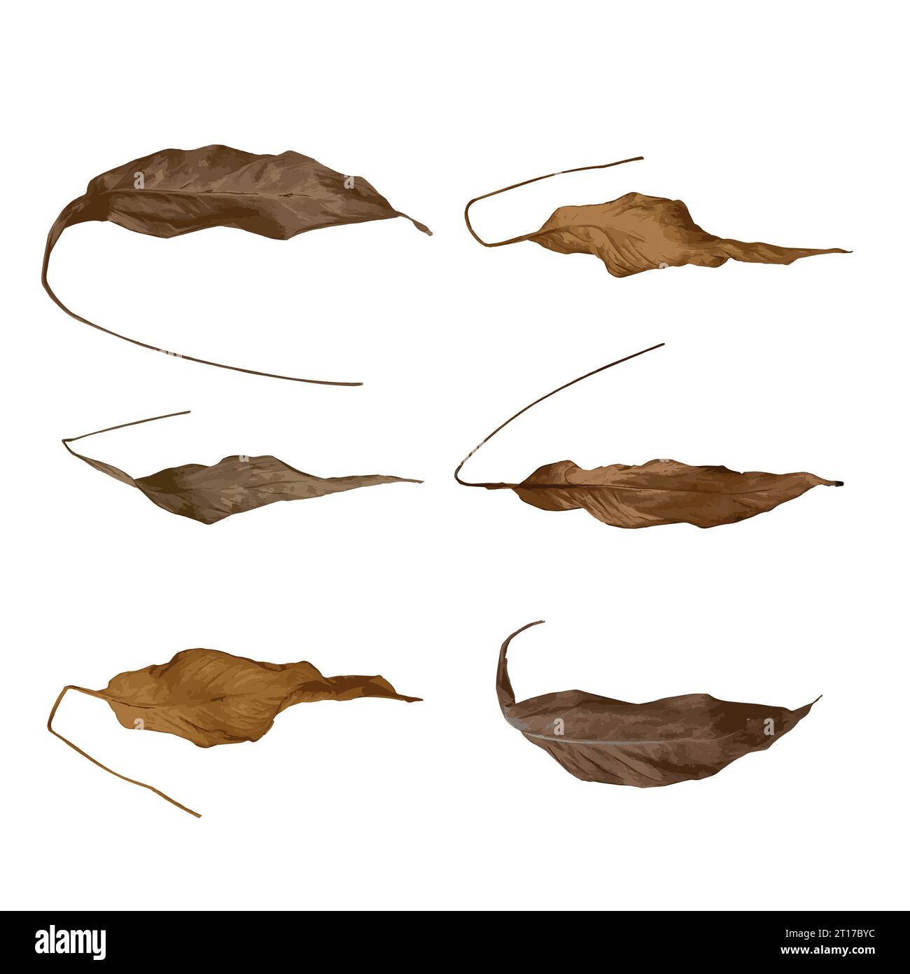Set. A dry leaf of a houseplant. Vector illustration Stock Vector Image ...