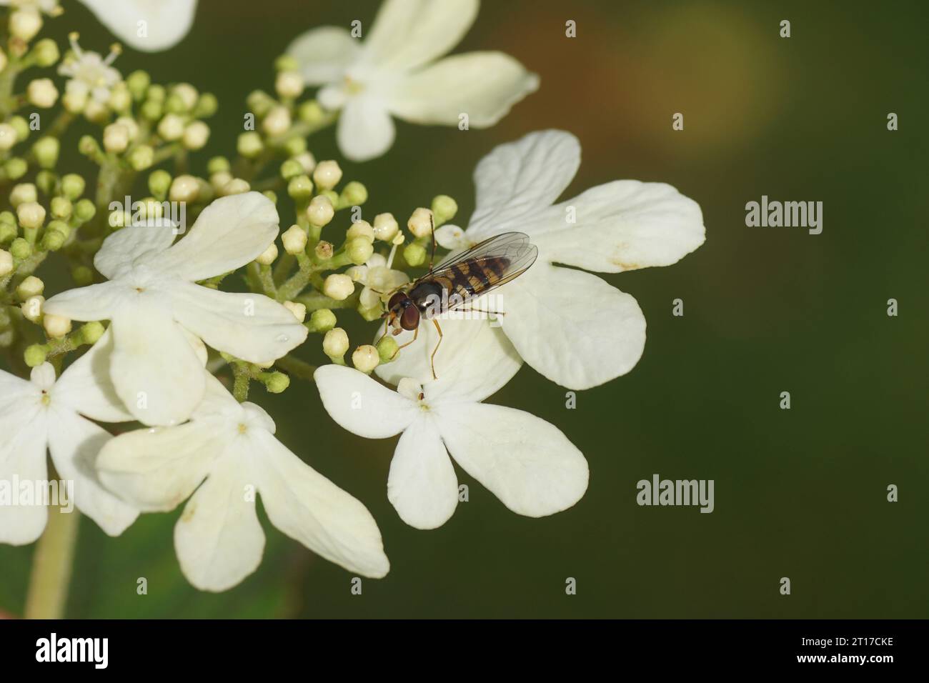 Close up hoverfly Meliscaeva auricollis, family Syrphidae on white ...