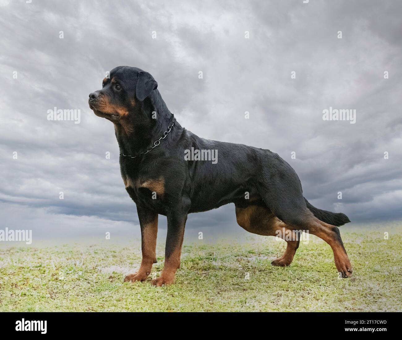 puppy rottweiler running in the nature in summer Stock Photo - Alamy